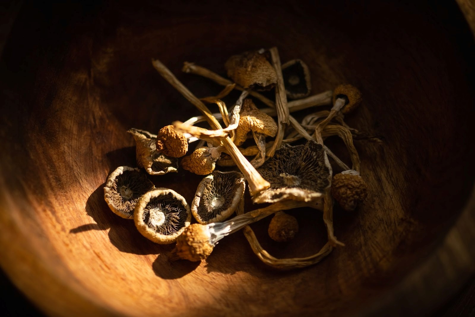 Breaking Down the Price of Psilocybin: How Much Is a Gram of Shrooms?